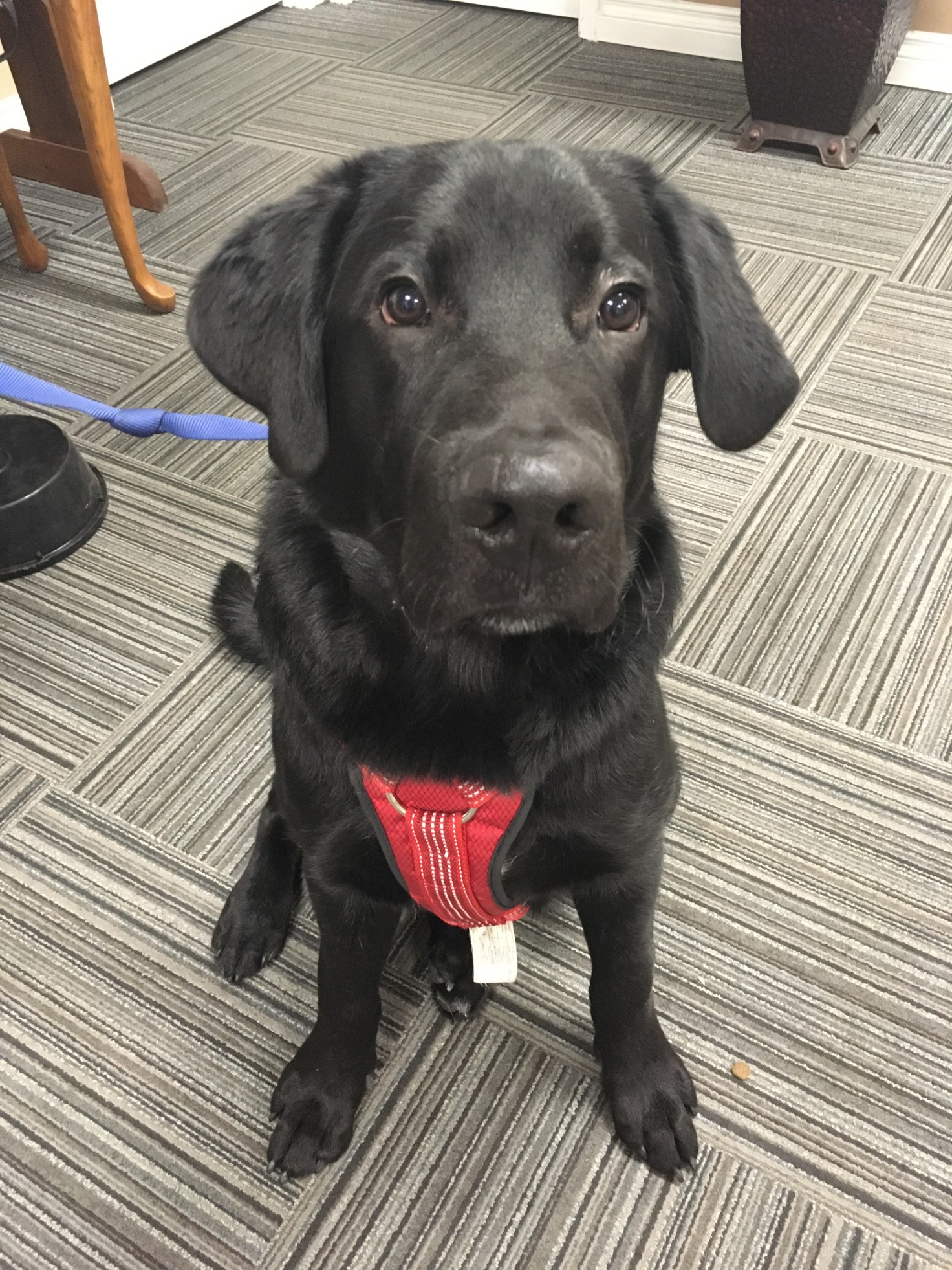 Service Dog Training – NINE REALMS CANINE TRAINING