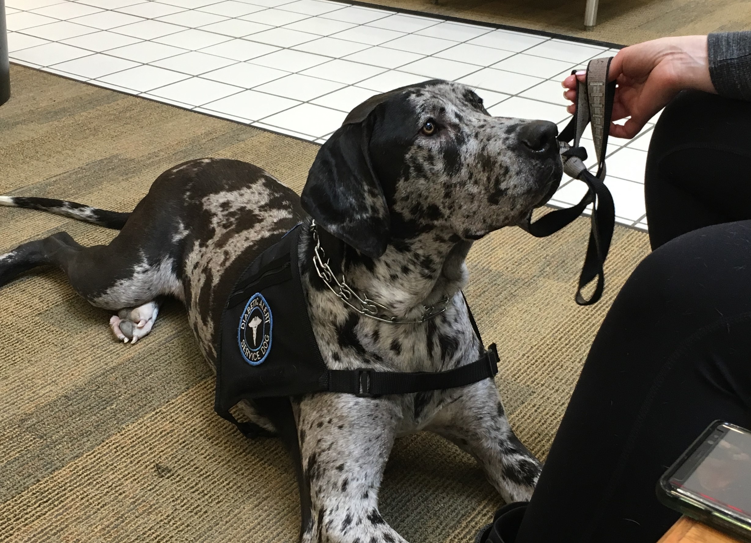 Service Dog Training – NINE REALMS CANINE TRAINING