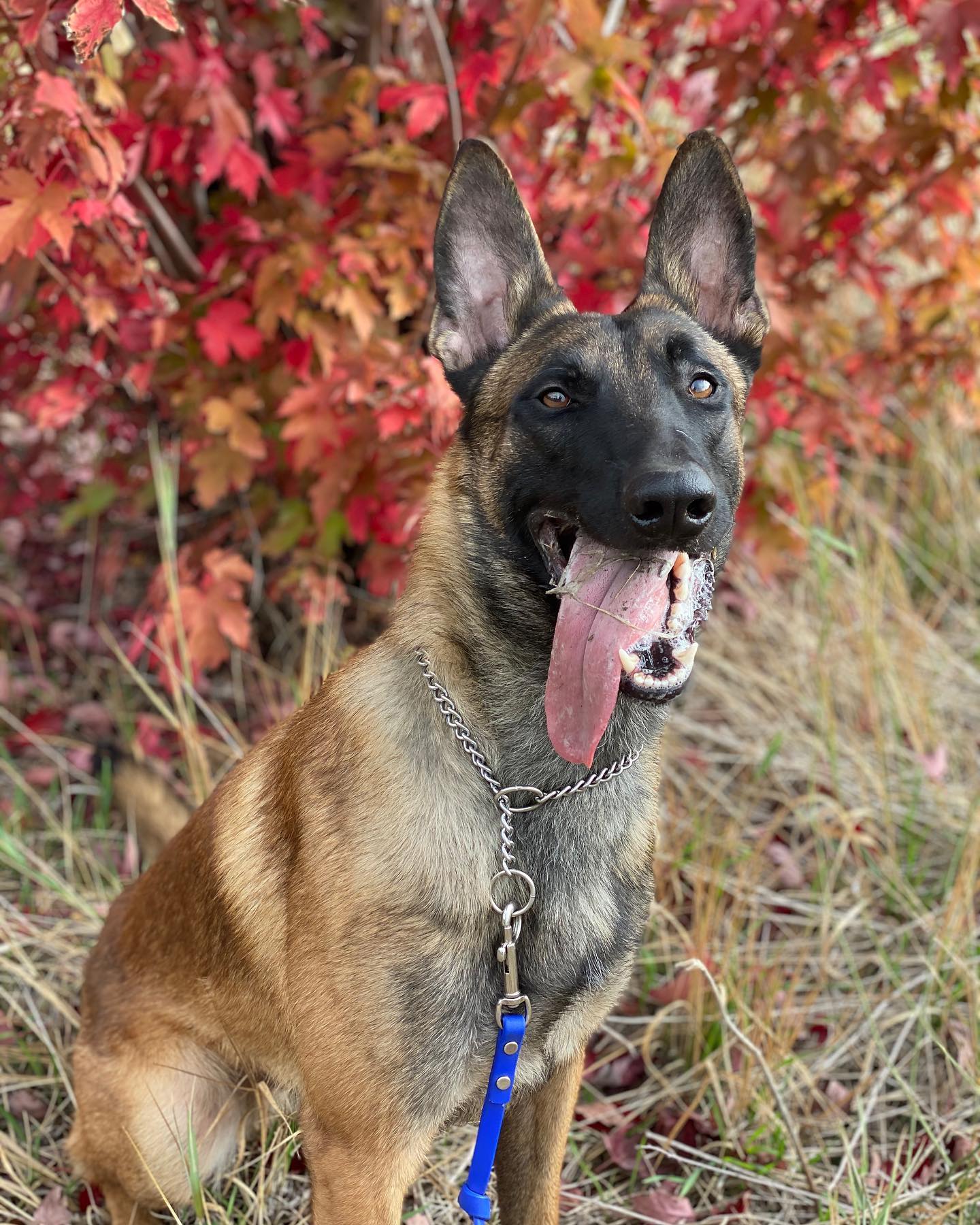 Career Change Dogs – NINE REALMS CANINE TRAINING