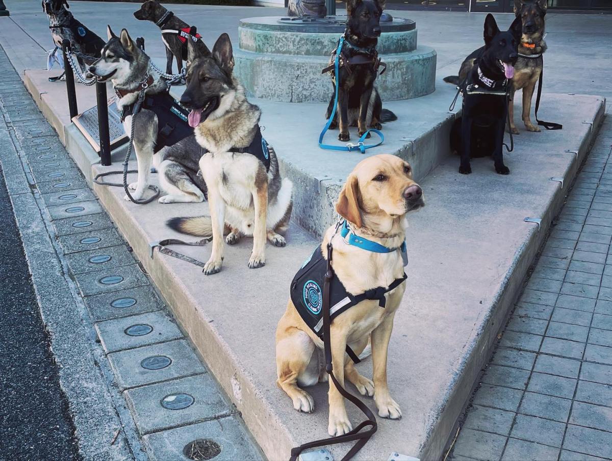 Service Dog Training – NINE REALMS CANINE TRAINING