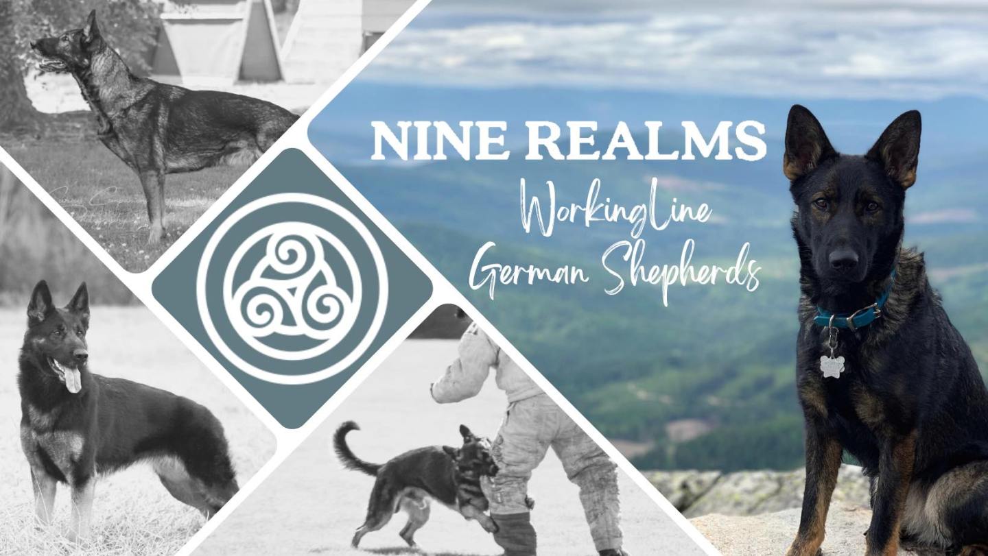Nine Realms Working Line German Shepherds – NINE REALMS CANINE TRAINING