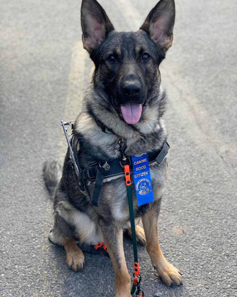 Service Dog Training – NINE REALMS CANINE TRAINING