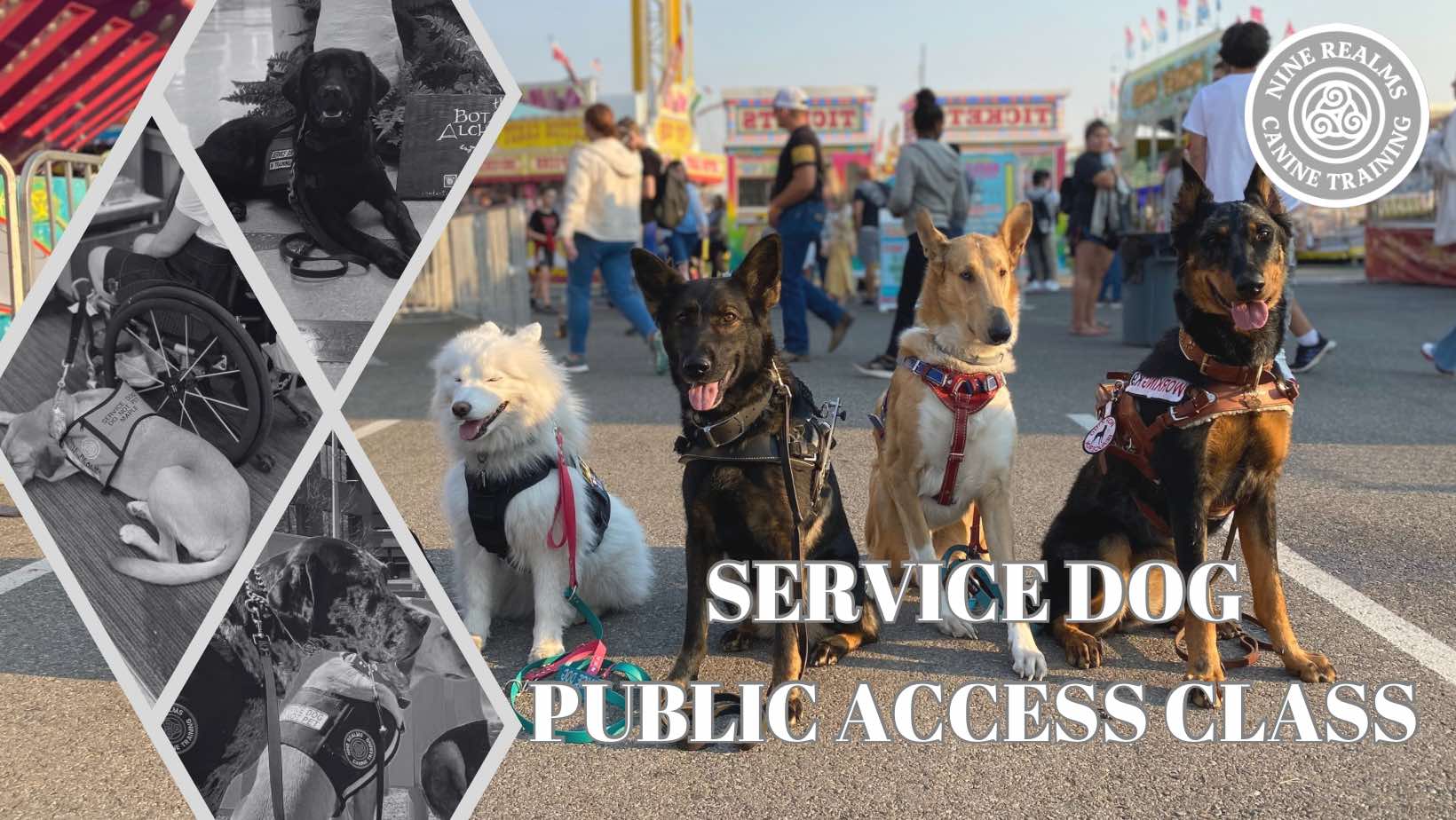 Group Classes – NINE REALMS CANINE TRAINING
