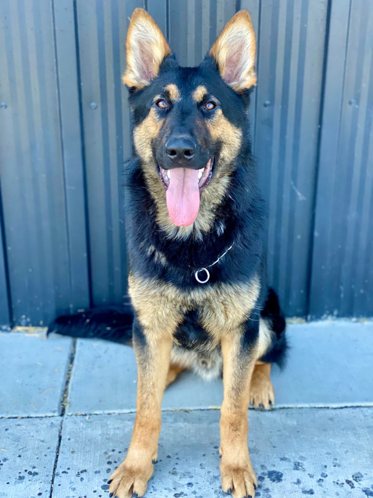 Current Canines – NINE REALMS CANINE TRAINING