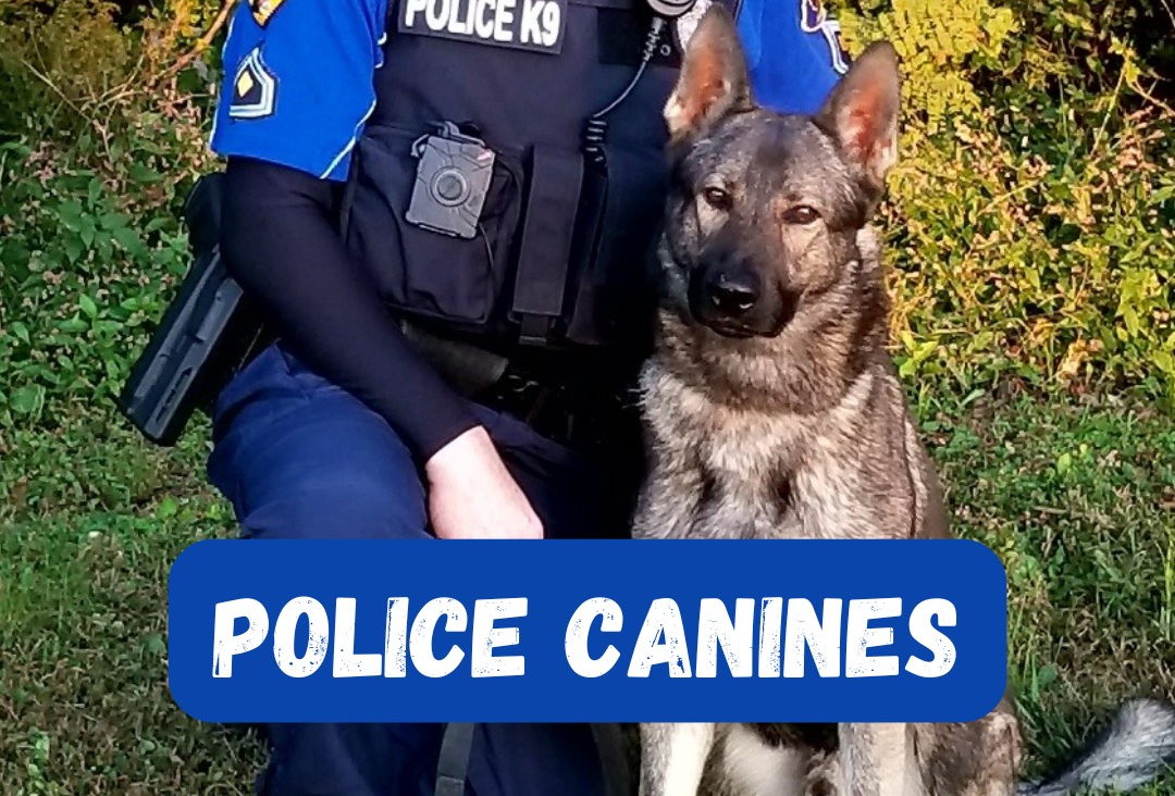 Police Canine Sales – NINE REALMS CANINE TRAINING